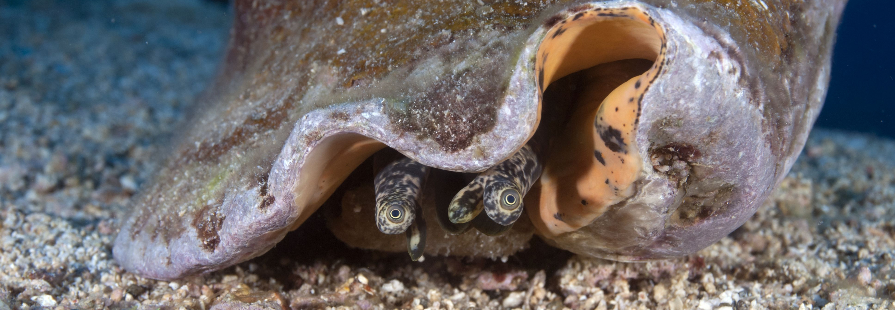 Invasive land flatworm Platydemus manokwari found on Sint Maarten ...